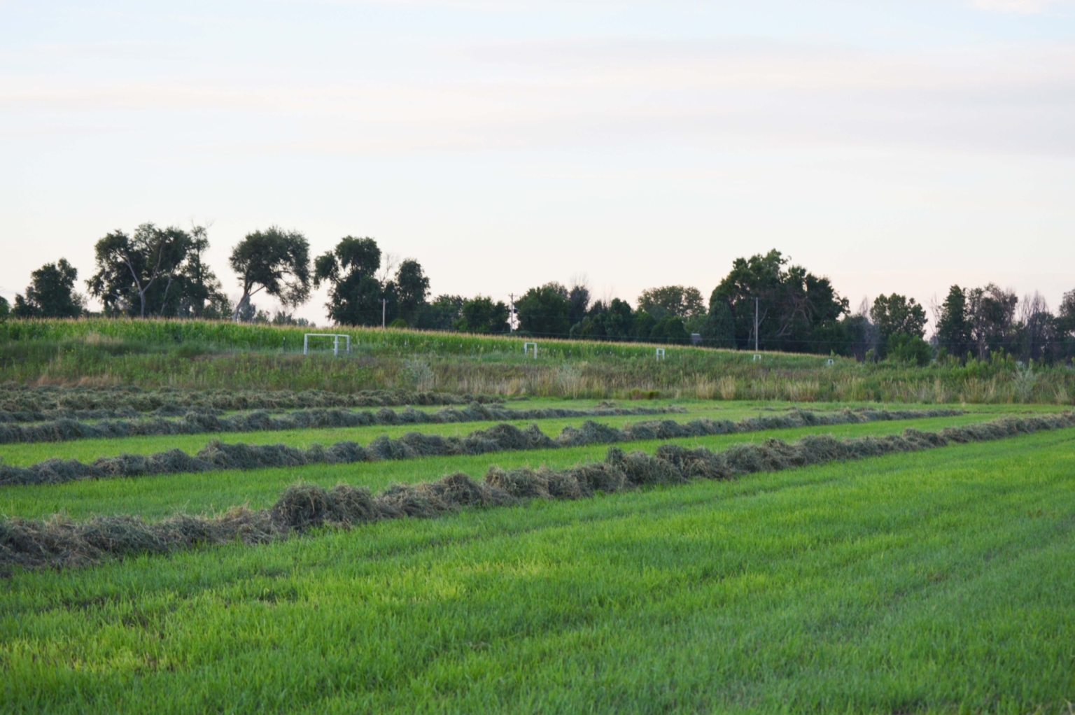 Williams Farm & Seed Company | Pueblo Colorado | Fay Ranches