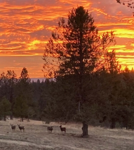 Ritter on the River | Ritter Oregon | Fay Ranches
