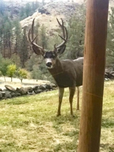 Ritter on the River | Ritter Oregon | Fay Ranches