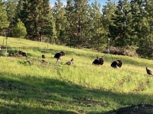 Ritter on the River | Ritter Oregon | Fay Ranches