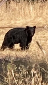 Ritter on the River | Ritter Oregon | Fay Ranches