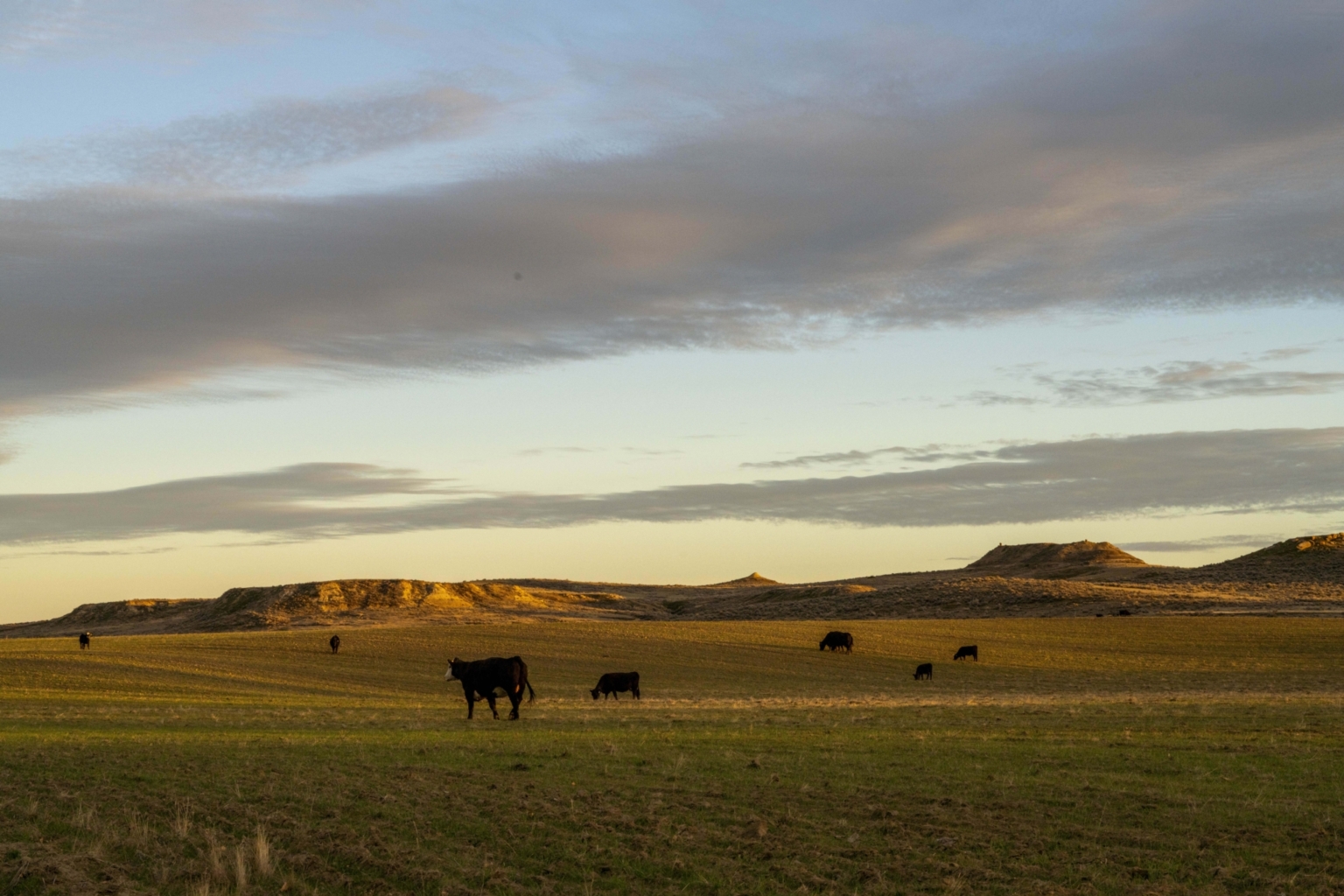 Rock Creek Farm at Fort Peck | Montana Hunting Property | Fay Ranches