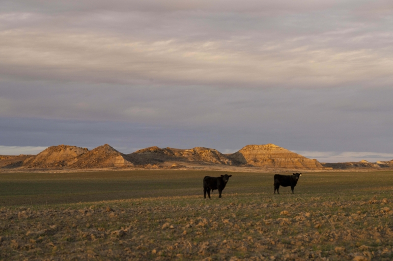 Rock Creek Farm at Fort Peck | Montana Hunting Property | Fay Ranches