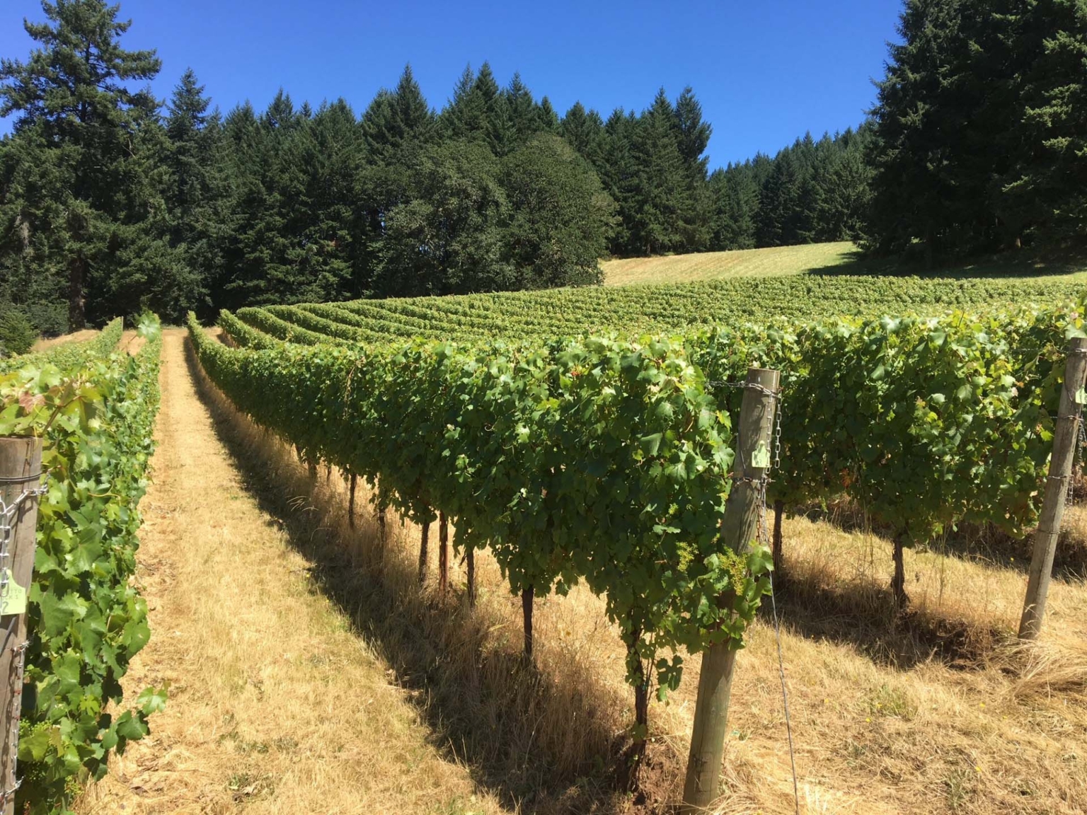 Jubilee Vineyard | Amity Oregon | Fay Ranches