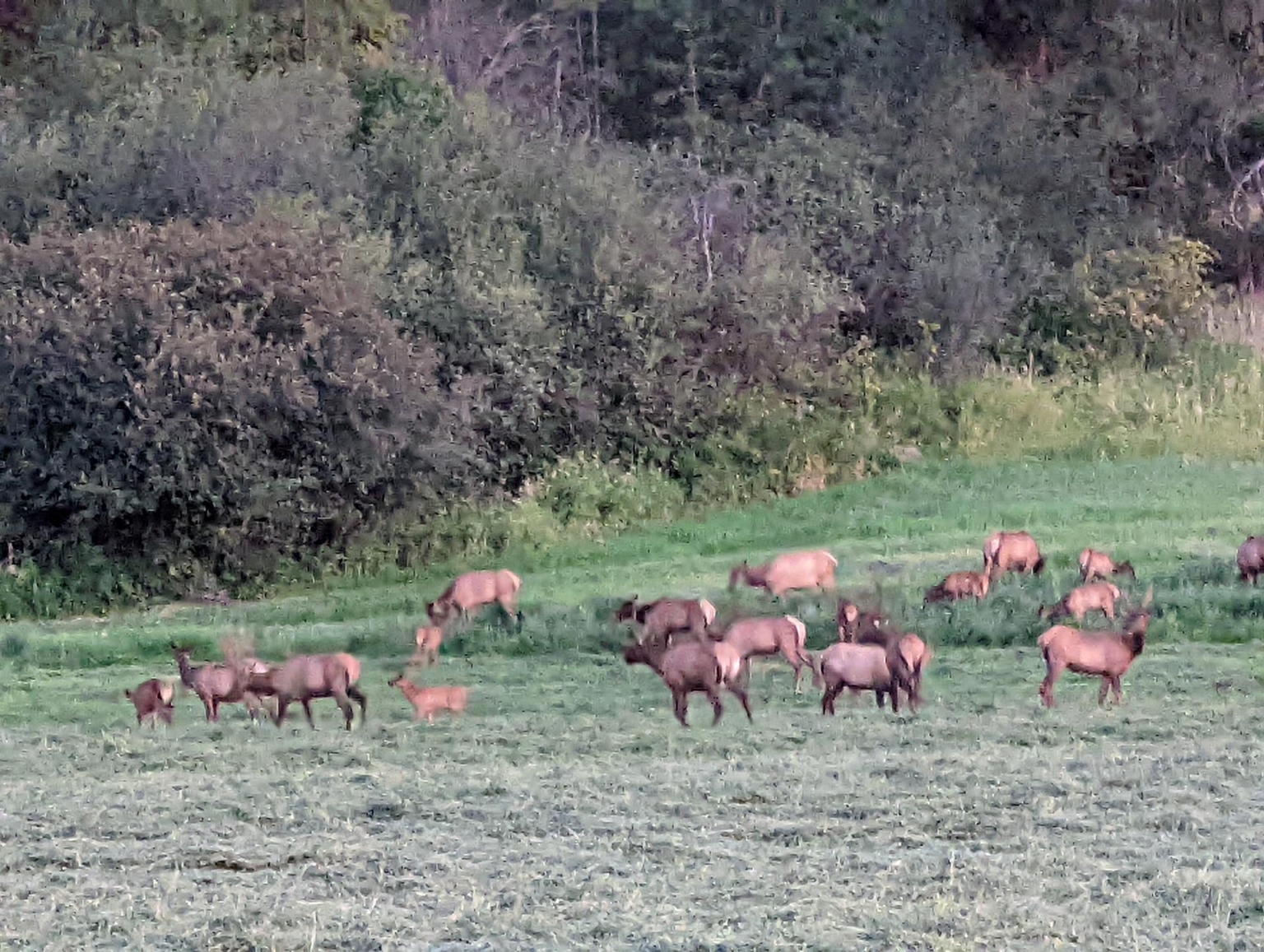 Cedonia Hills Farm | Hunters Washington | Fay Ranches