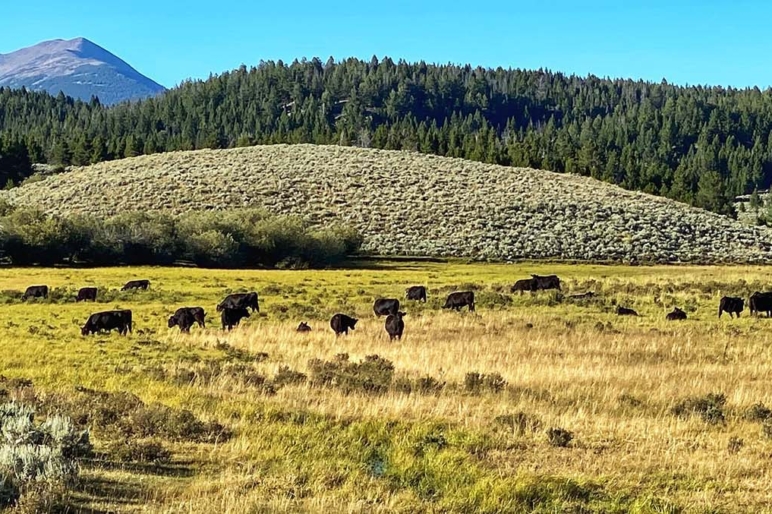 Montana Ranch Land Properties For Sale | Fay Ranches