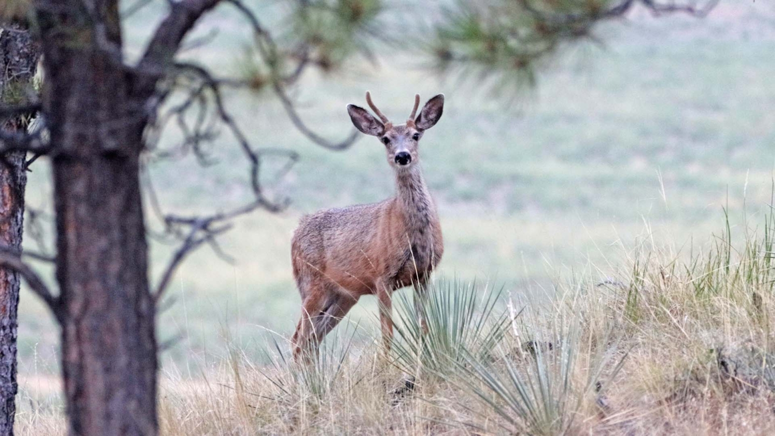 Crooked Creek Ranch | Montana Hunting Property | Fay Ranches