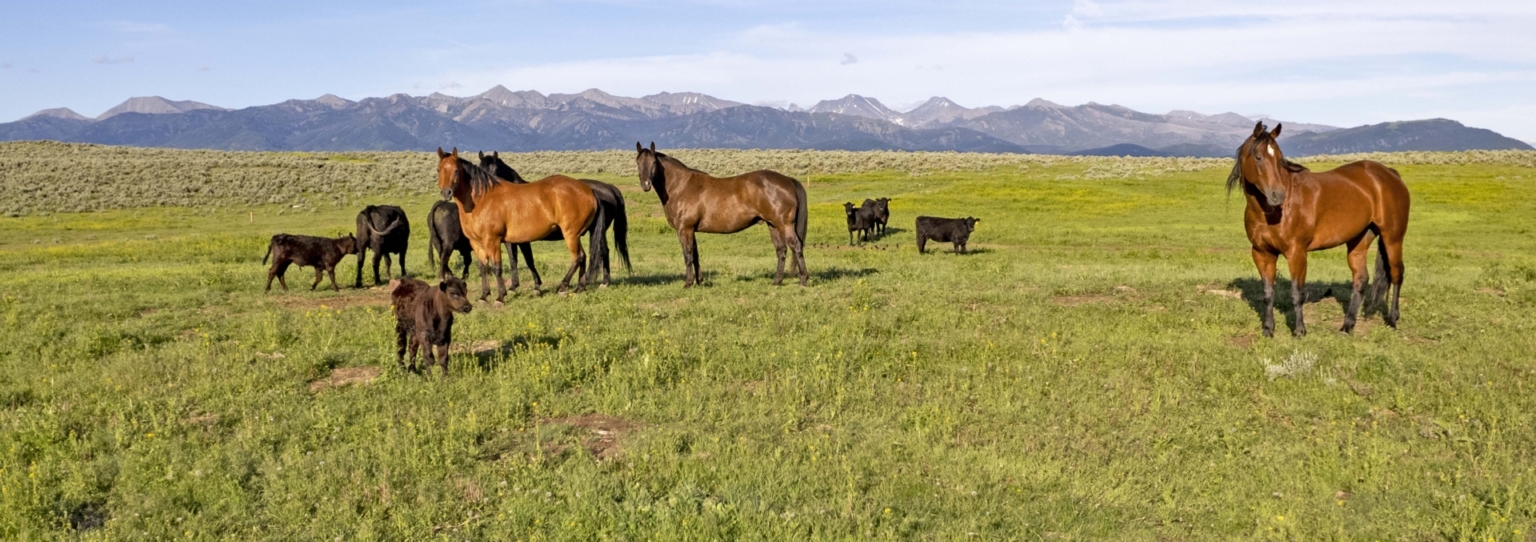 Crazy Peaks | Wilsall Montana | Fay Ranches