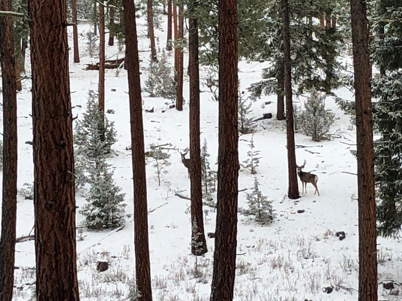 Allen Creek Hunting Retreat | Prineville Oregon | Fay Ranches