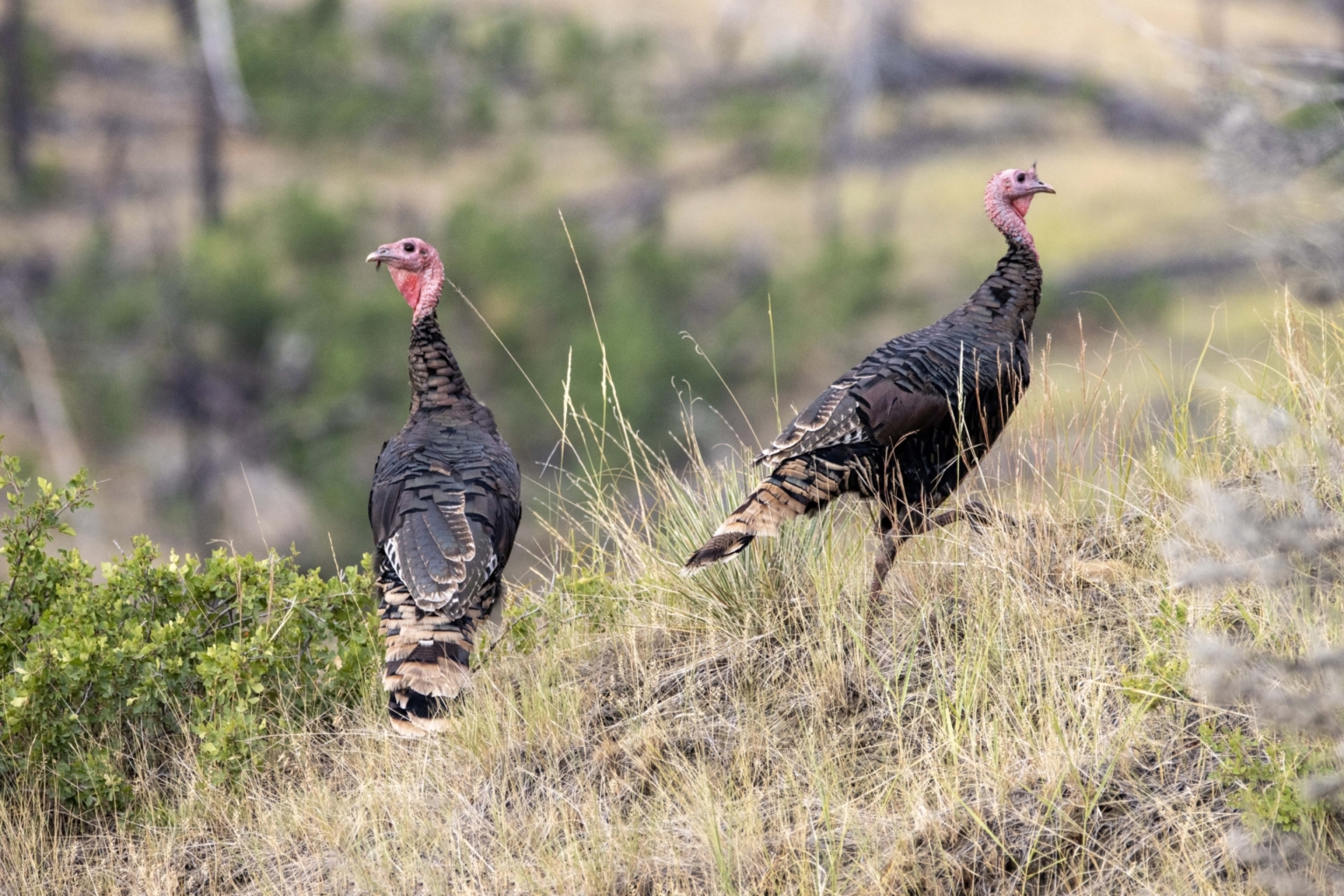 Crooked Creek Ranch | Montana Hunting Property | Fay Ranches