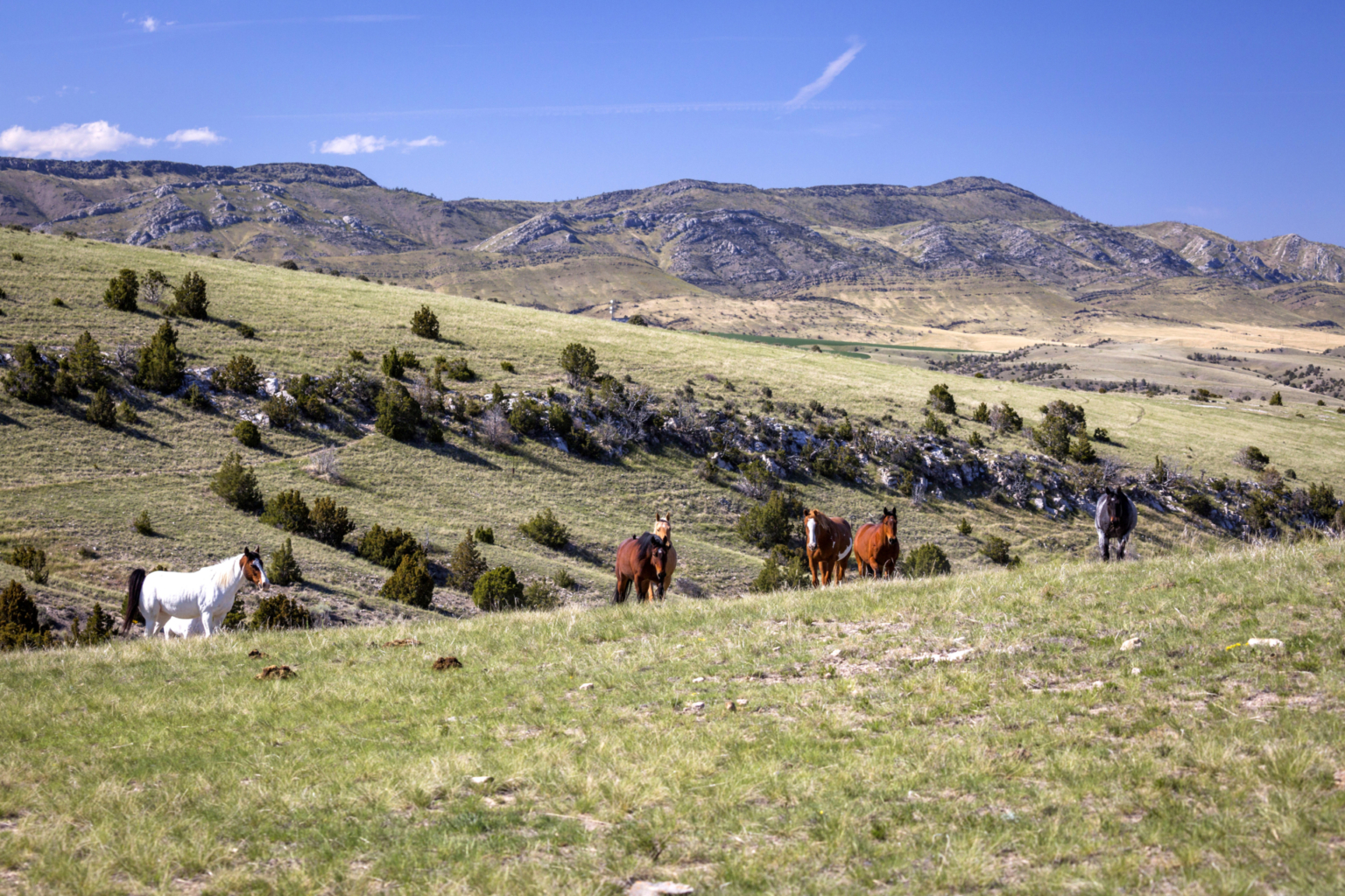 MR Ranch | Three Forks Montana | Fay Ranches