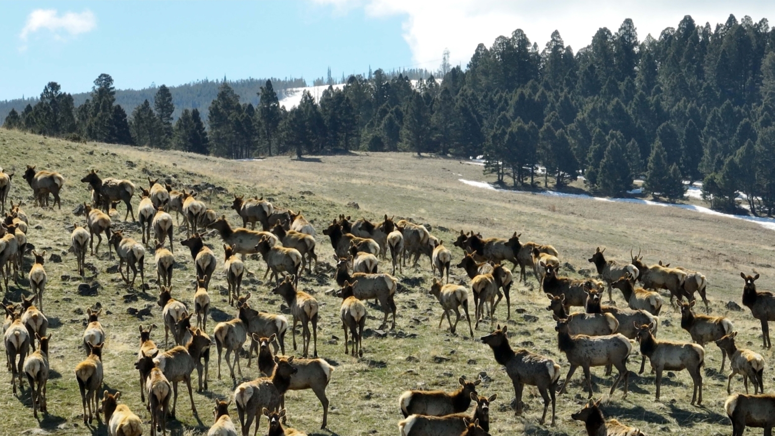 Burnt Hollow Ranch | Deer Lodge Montana | Fay Ranches