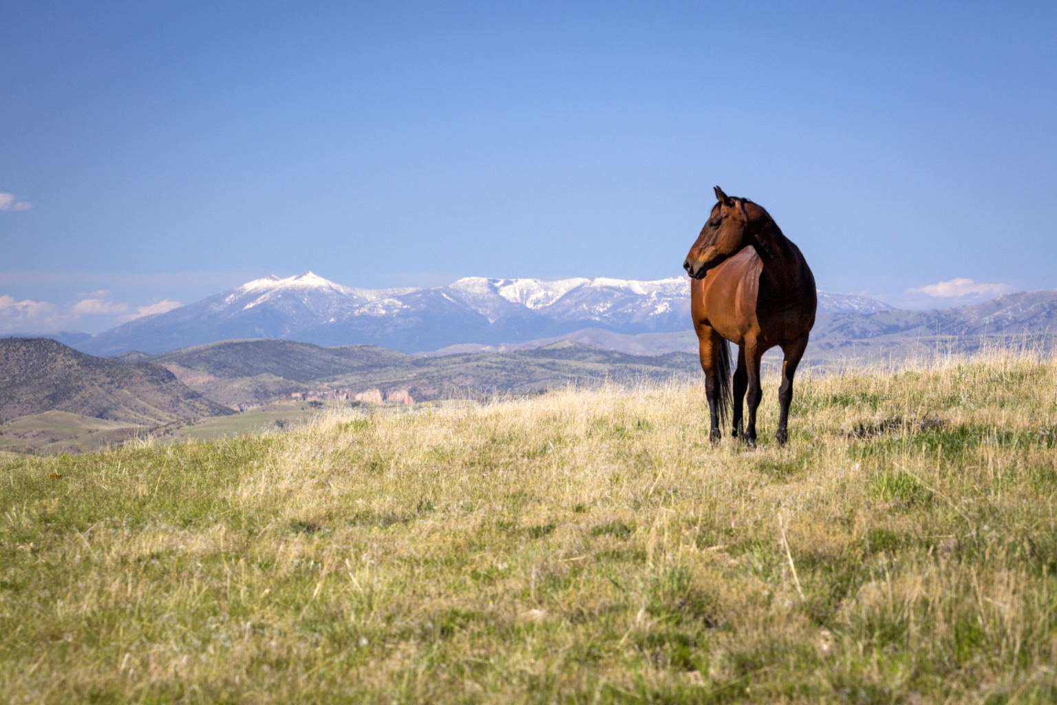 MR Ranch | Three Forks Montana | Fay Ranches