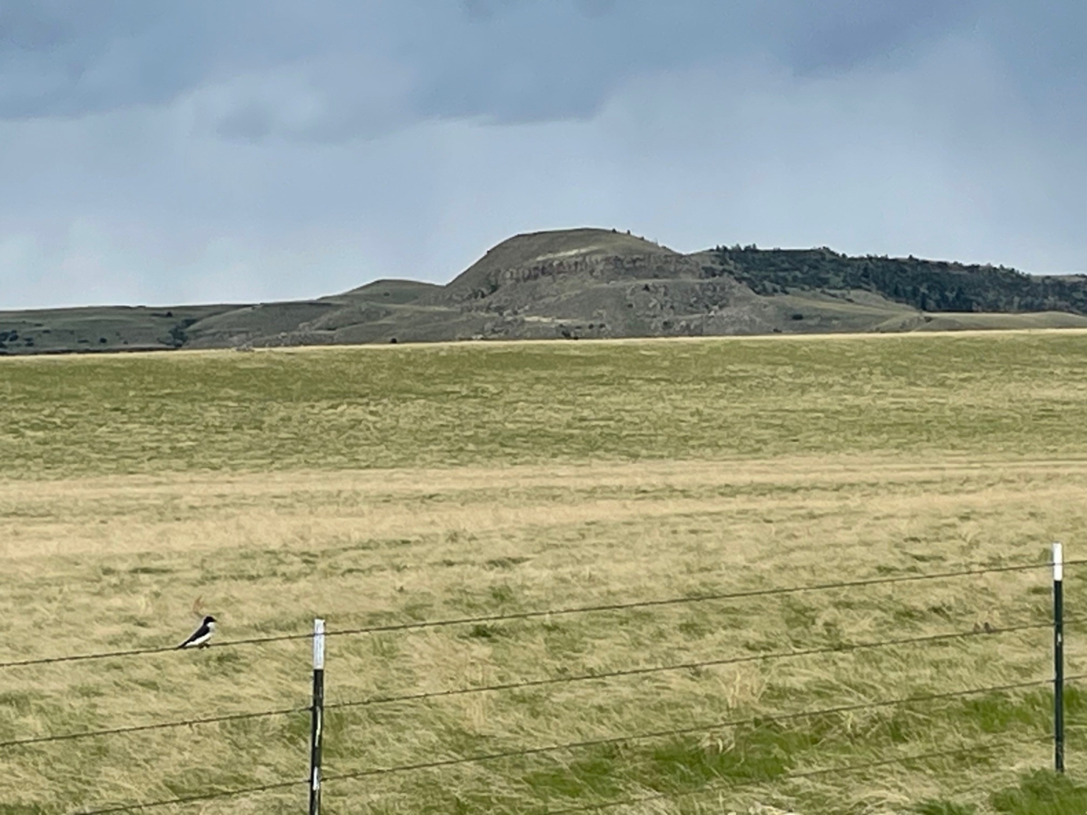 Cox Hunting Farm | Rapelje Montana | Fay Ranches