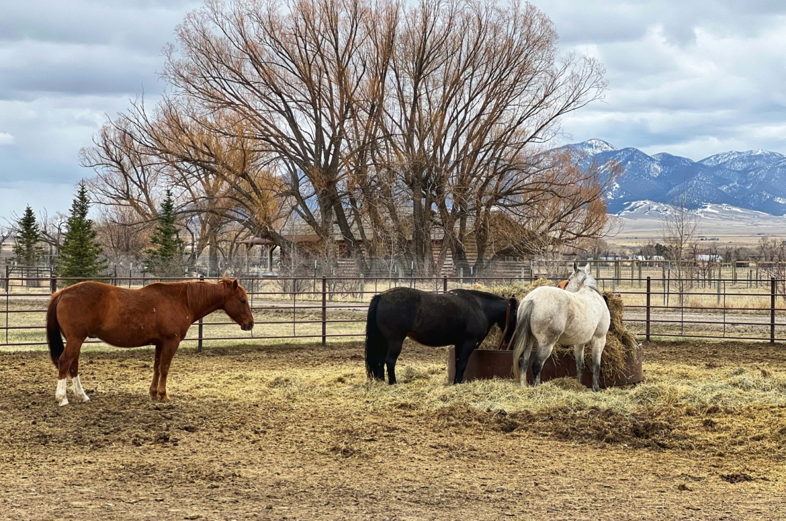 Beaverhead River Cattle Ranch | Twin Bridges Montana | Fay Ranches