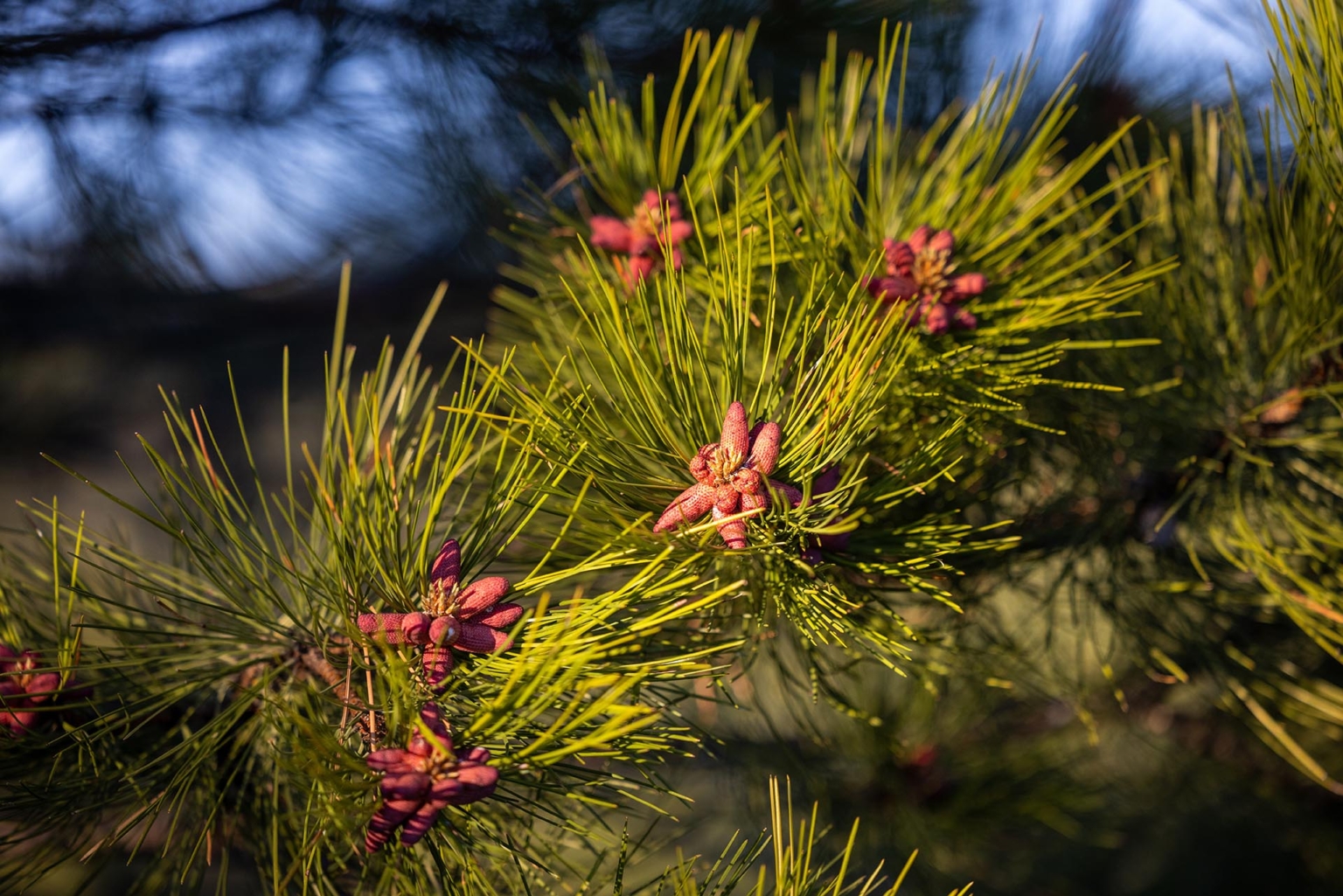 Coon Hollow Retreat | Kila Montana | Fay Ranches