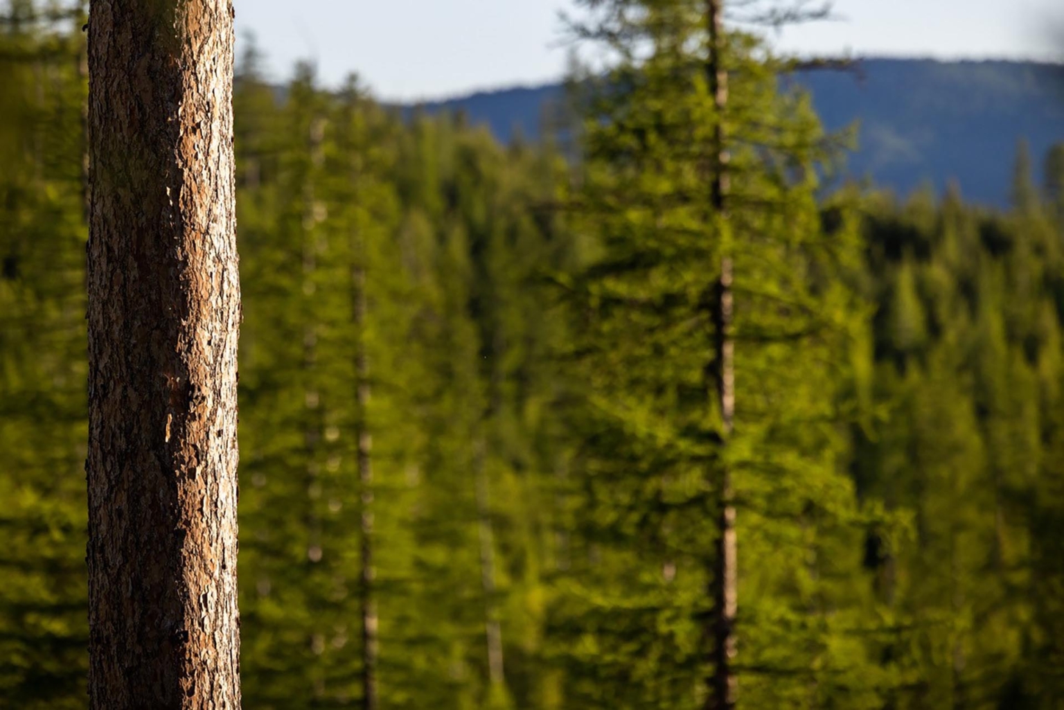 Coon Hollow Retreat | Kila Montana | Fay Ranches