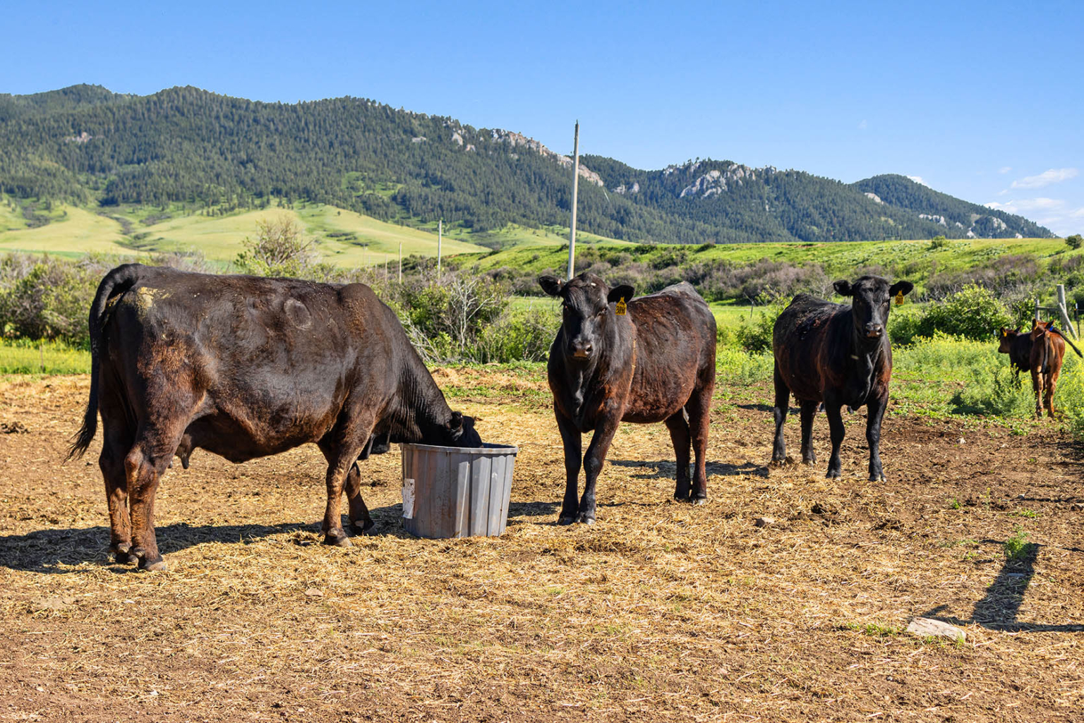 Plum Creek Ranch | Lewistown Montana | Fay Ranches
