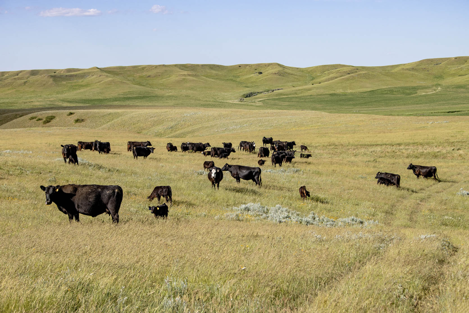 Plum Creek Ranch | Lewistown Montana | Fay Ranches
