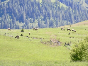 Henry Cattle Ranch | Kooskia Idaho | Fay Ranches
