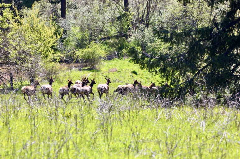 Henry Cattle Ranch | Kooskia Idaho | Fay Ranches