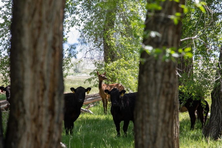 Saratoga North Platte River Ranch | Saratoga Wyoming | Fay Ranches