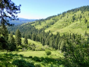 Henry Cattle Ranch | Kooskia Idaho | Fay Ranches