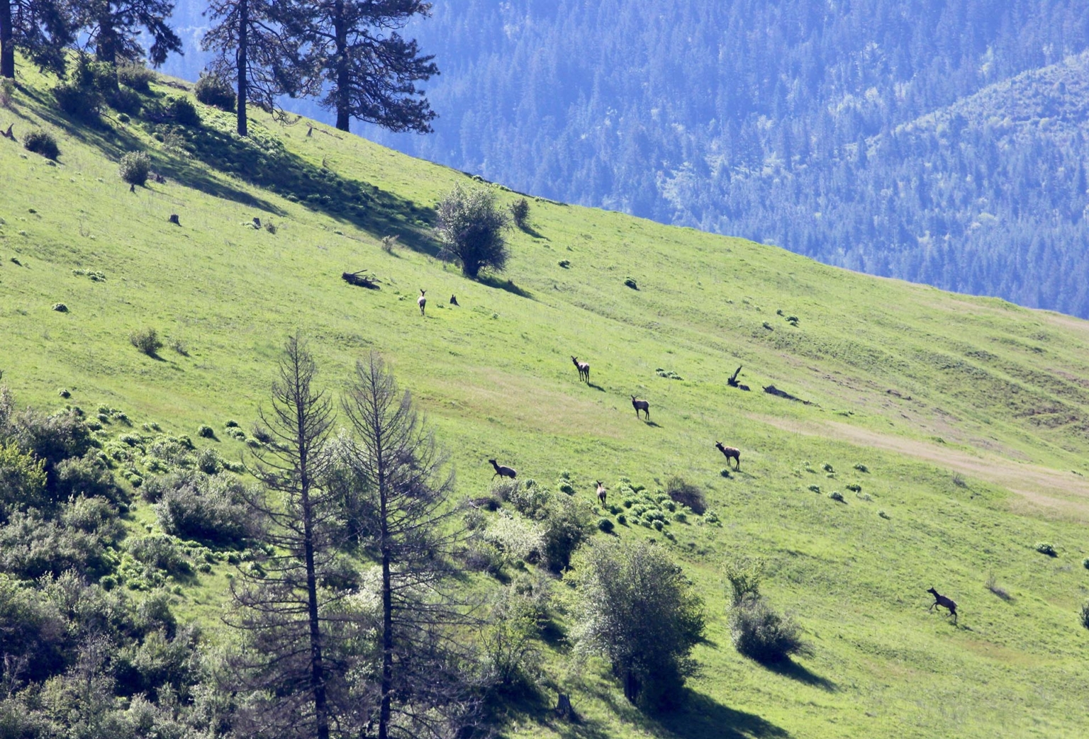 Henry Cattle Ranch | Kooskia Idaho | Fay Ranches