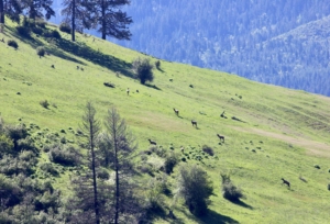 Henry Cattle Ranch | Kooskia Idaho | Fay Ranches
