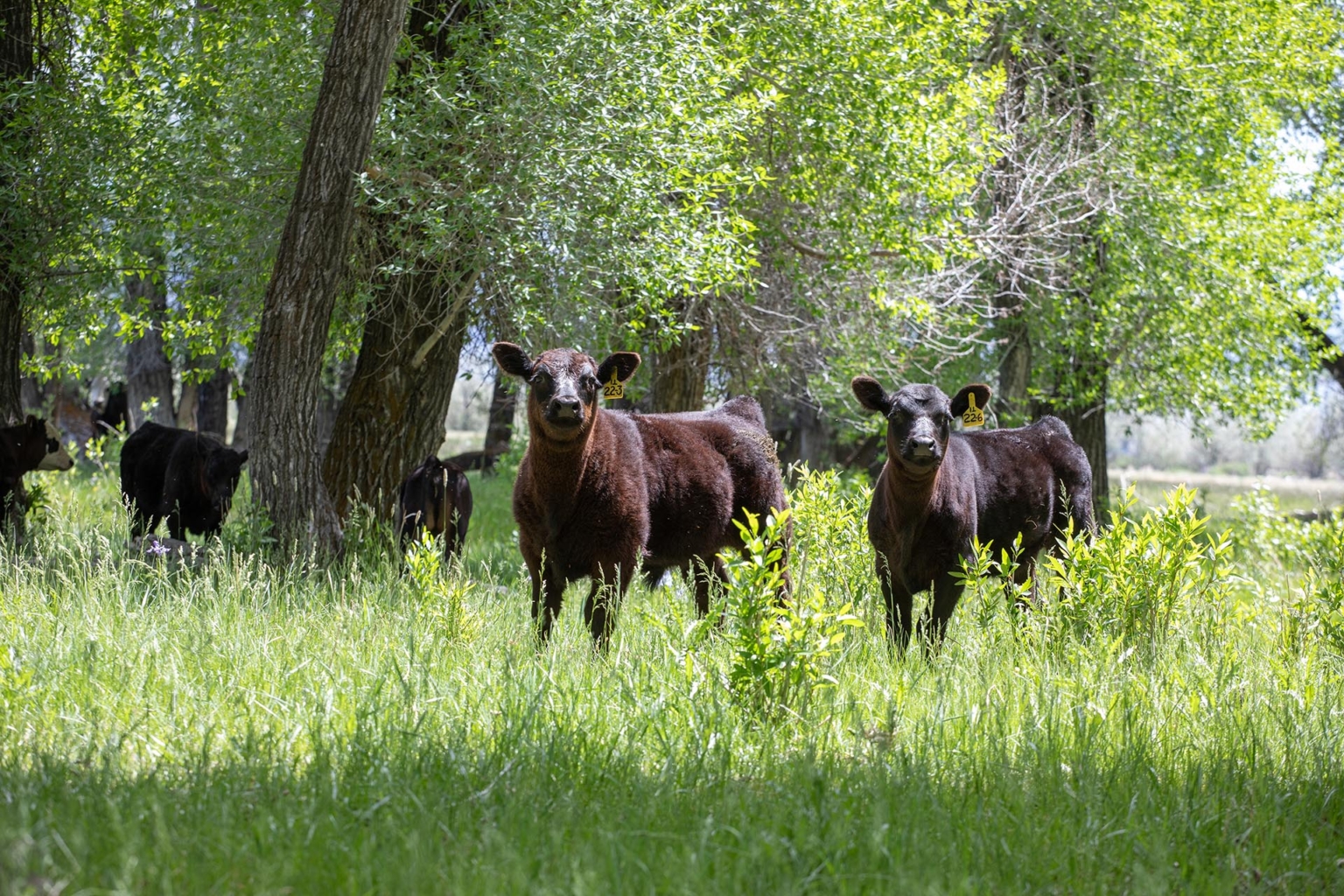 Saratoga North Platte River Ranch | Saratoga Wyoming | Fay Ranches