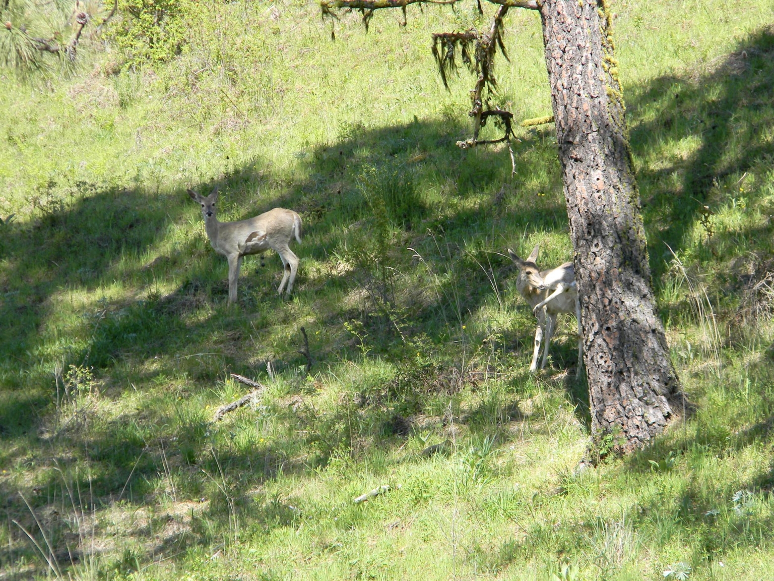 Henry Cattle Ranch | Kooskia Idaho | Fay Ranches