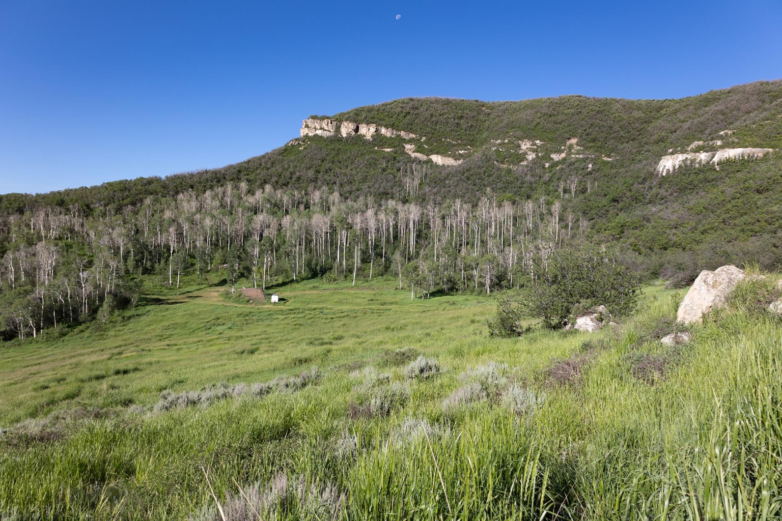 Black Cat at 480 Ranch | Steamboat Springs Colorado | Fay Ranches