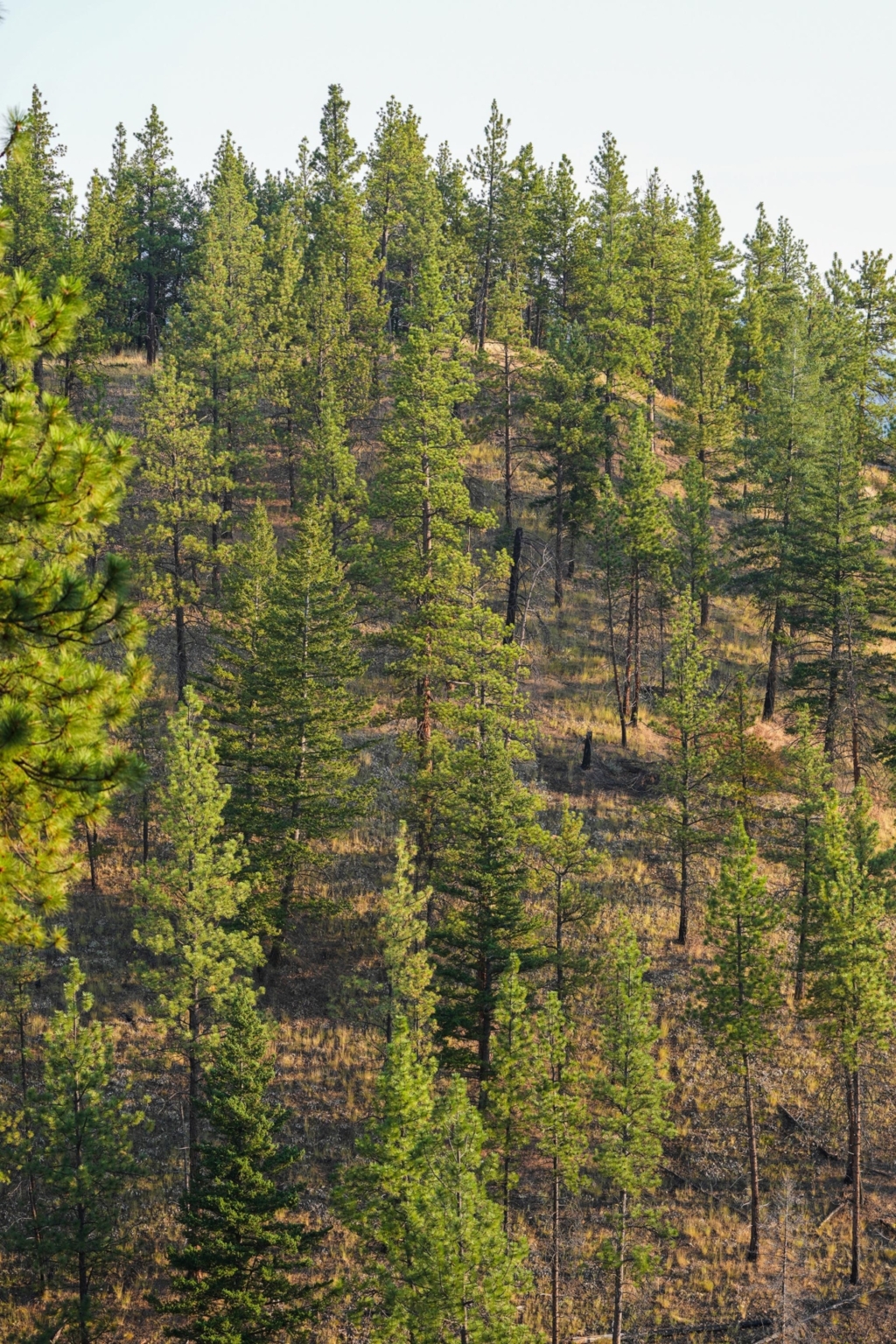 Maclay Ranch | Lolo Montana | Fay Ranches