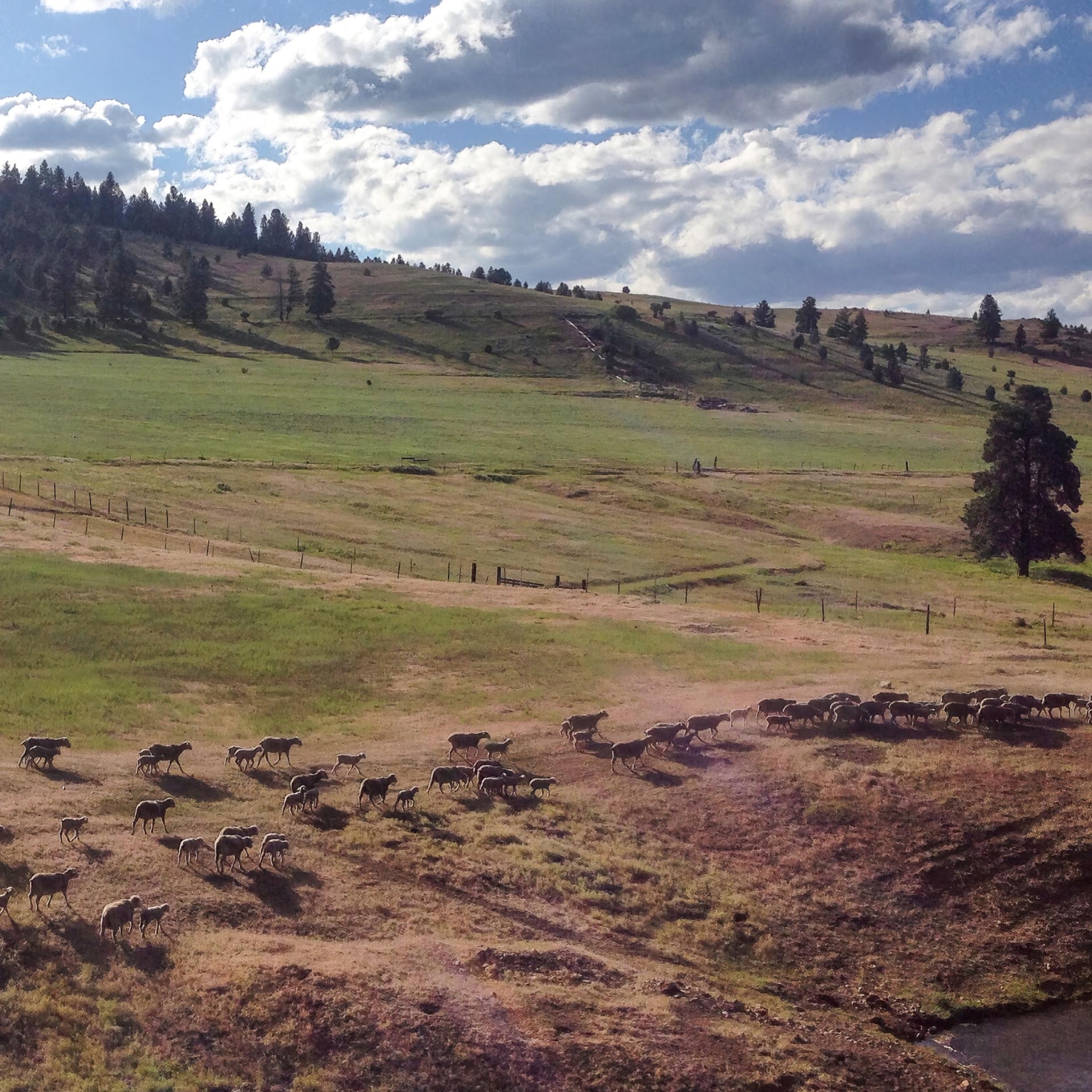 Maclay Ranch | Lolo Montana | Fay Ranches