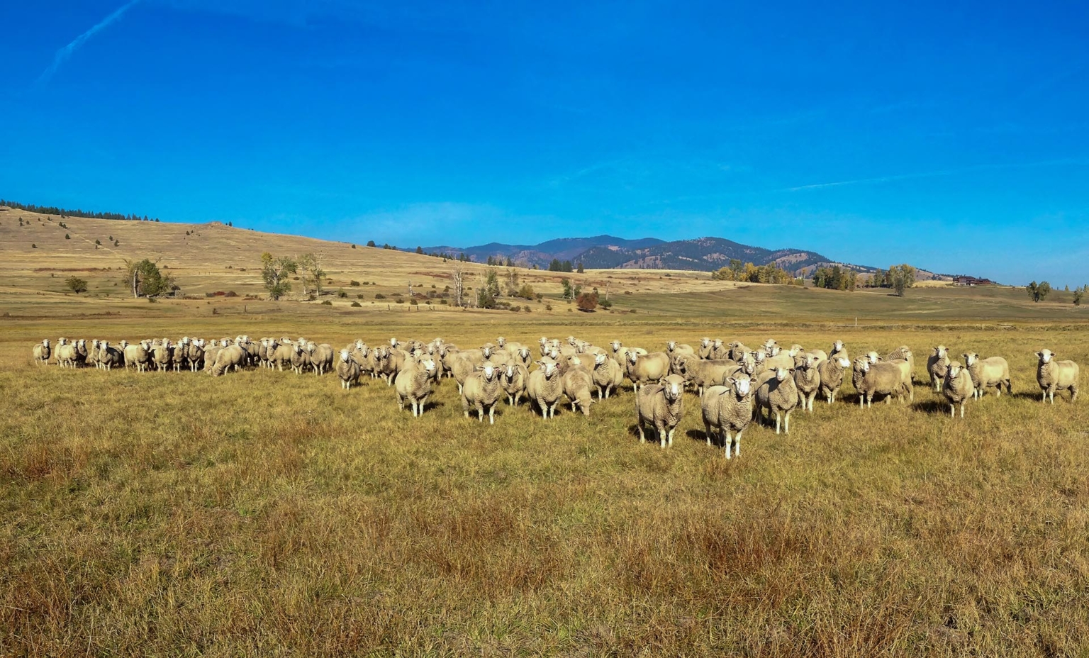 Maclay Ranch | Lolo Montana | Fay Ranches