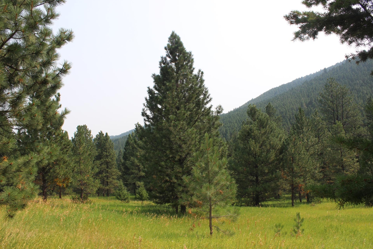 Two Creeks Montana Mountain Ranch | Helena | Fay Ranches