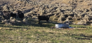 Shields Valley View Ranch | Wilsall Montana | Fay Ranches