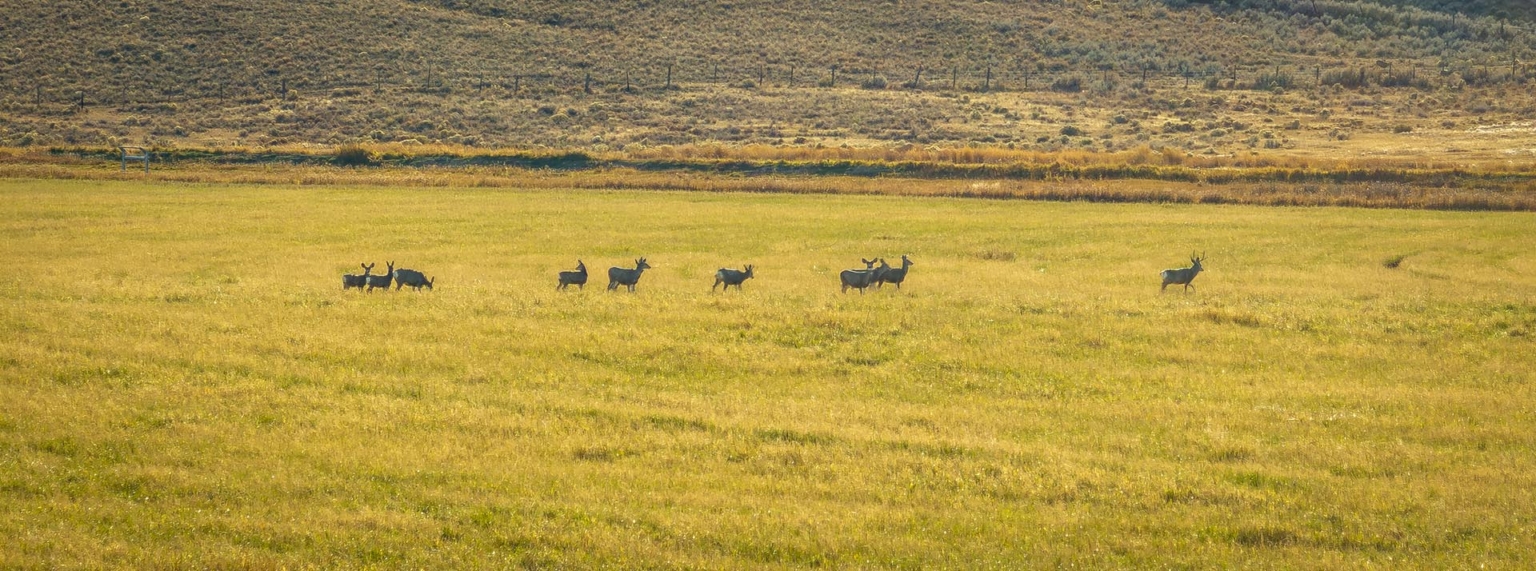 Elk Meadows Ranch | Lima, Montana | Fay Ranches