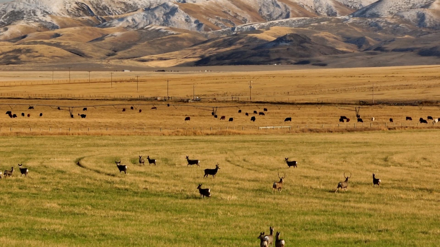 Elk Meadows Ranch | Lima, Montana | Fay Ranches