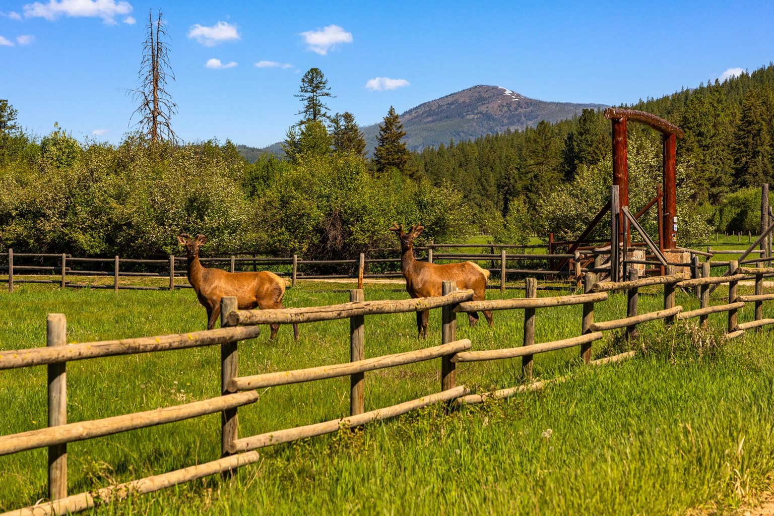 Ninemile Valley Ranch | Huson Montana | Fay Ranches