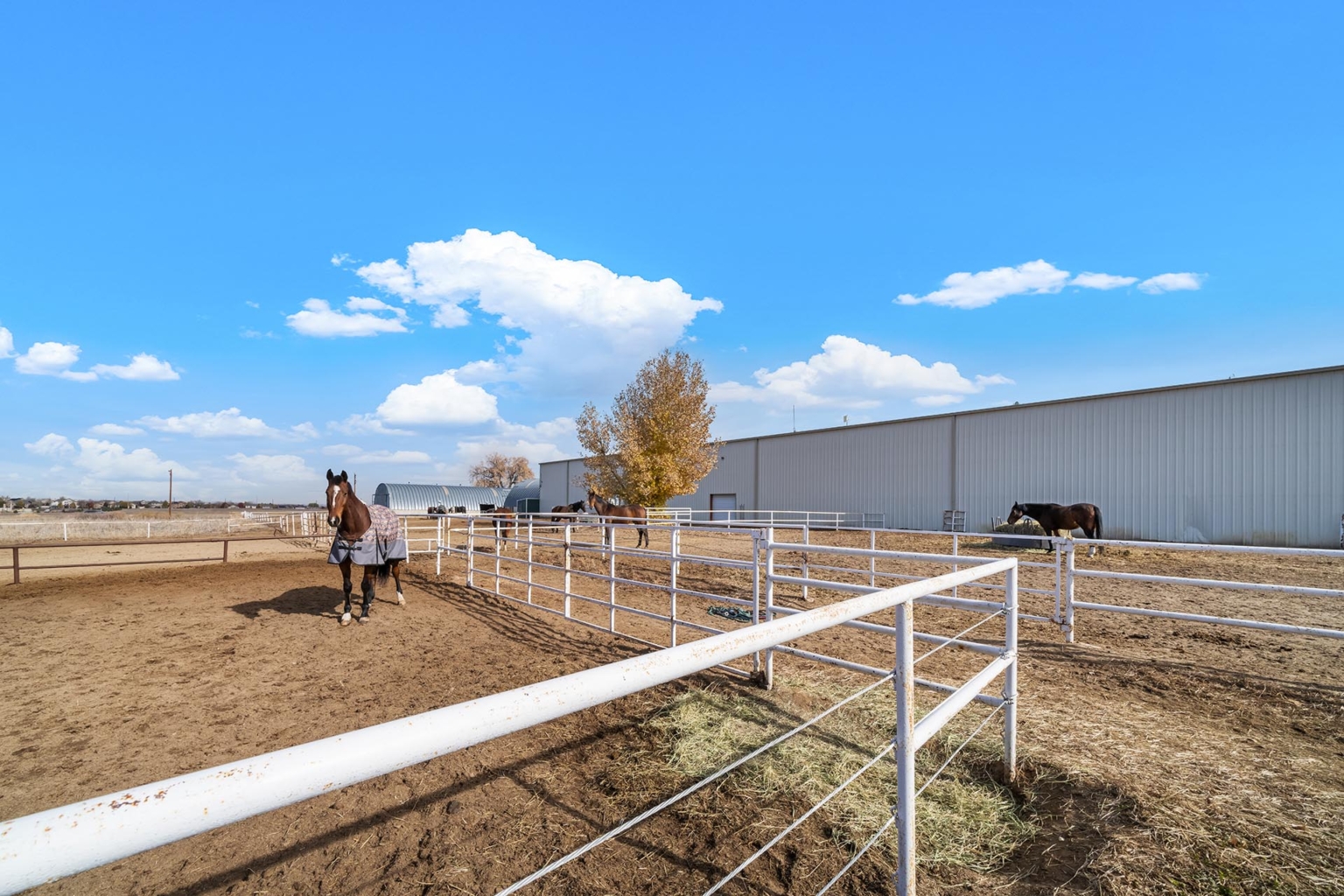 Hobby Horse Farms | Firestone Colorado | Fay Ranches