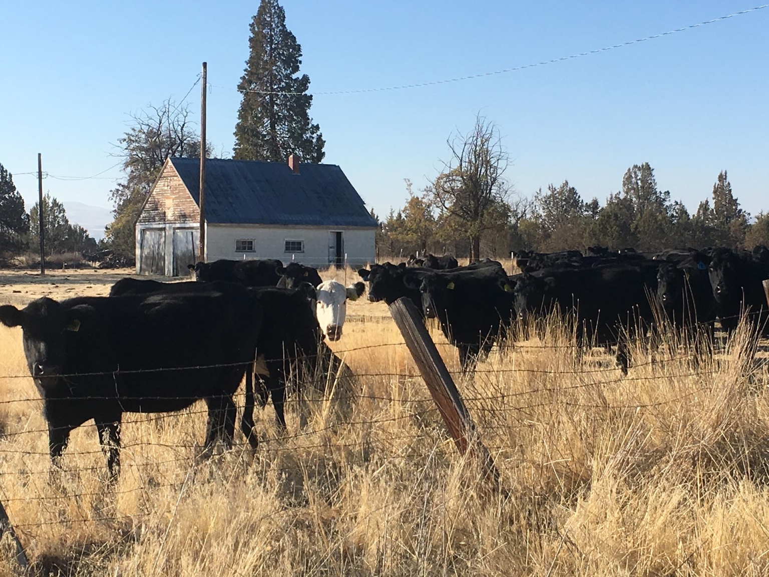 Deschutes River Rim Ranch | Maupin Oregon | Fay Ranches