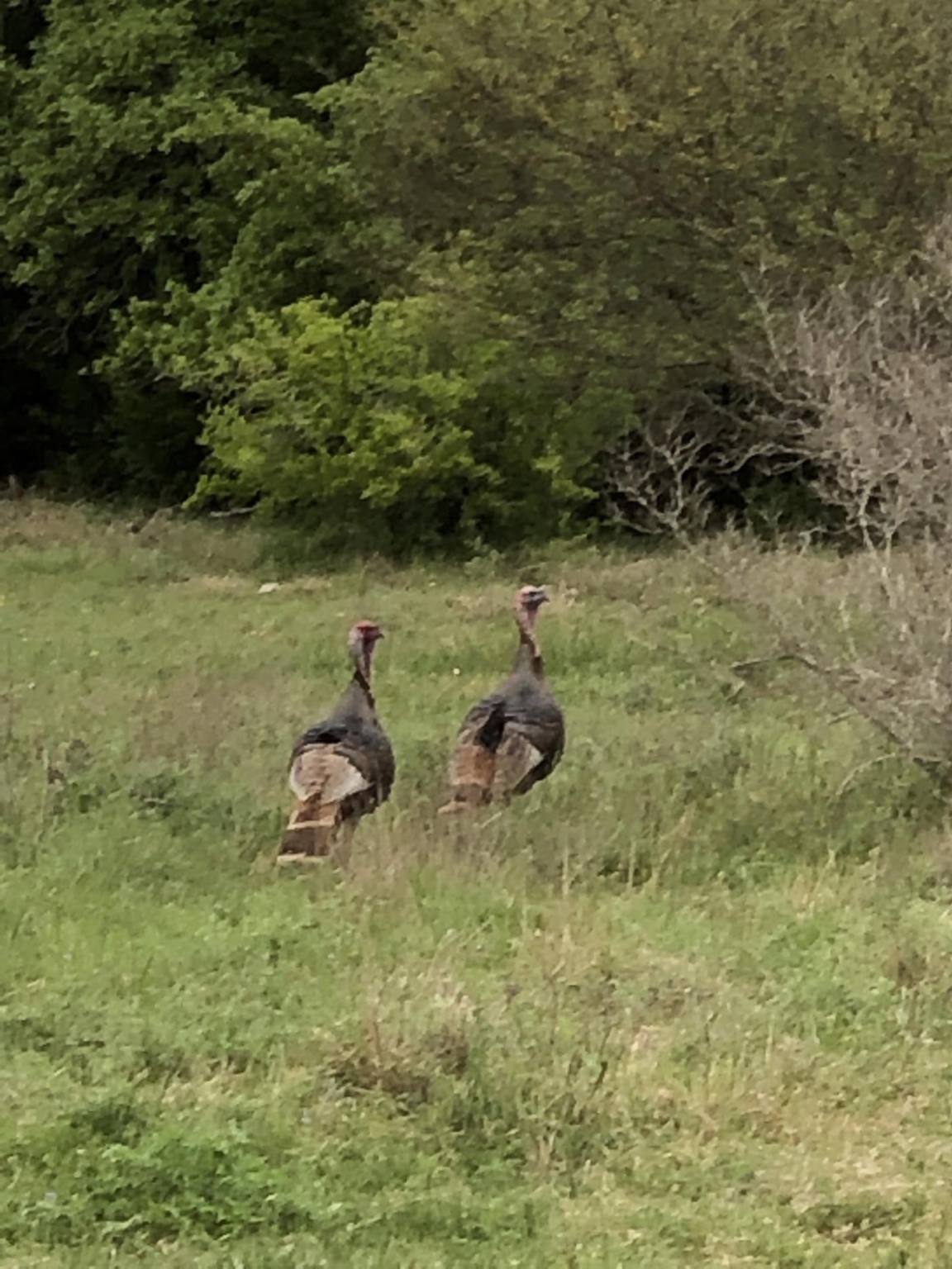 Purgatory Bend Ranch | San Marcos Texas | Fay Ranches