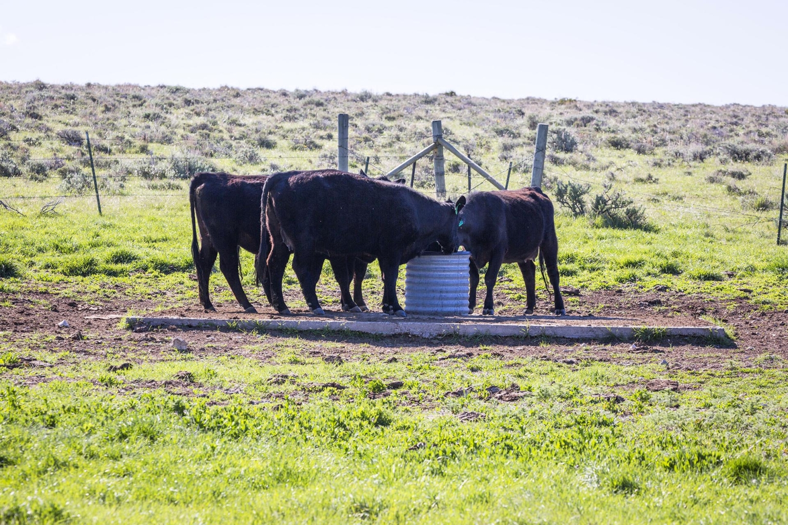 Horseshoe Foothills Ranch | Belgrade Montana | Fay Ranches