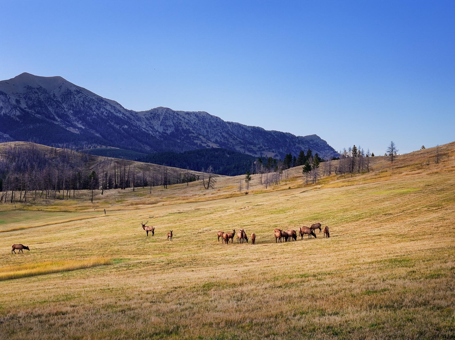 Tepee Ridge Homestead | Bozeman Montana | Fay Ranches