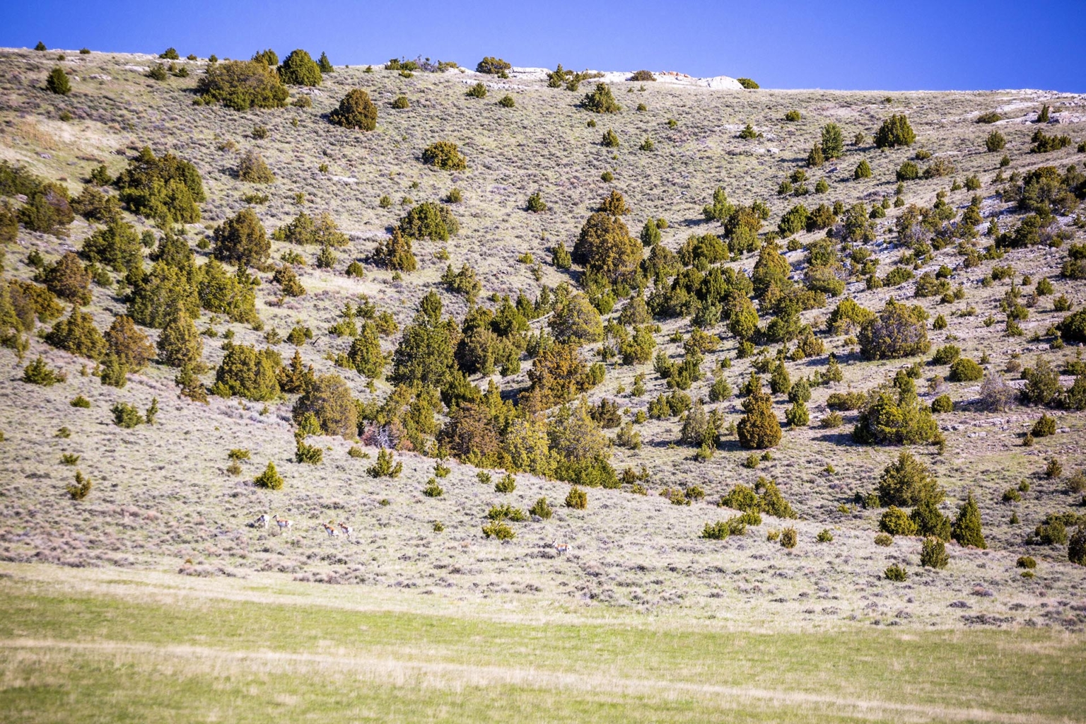 Horseshoe Foothills Ranch | Belgrade Montana | Fay Ranches