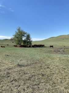 Cheyenne River Ranch | Rapid City South Dakota | Fay Ranches