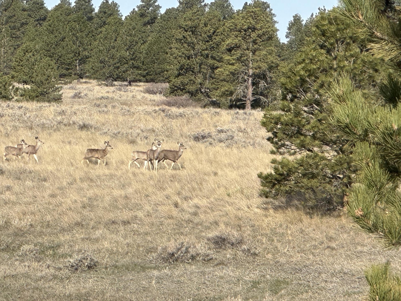 Pine Butte Ranch | Ryegate Montana | Fay Ranches