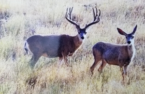 Zortman Landusky Gold Resource Property | Fay Ranches