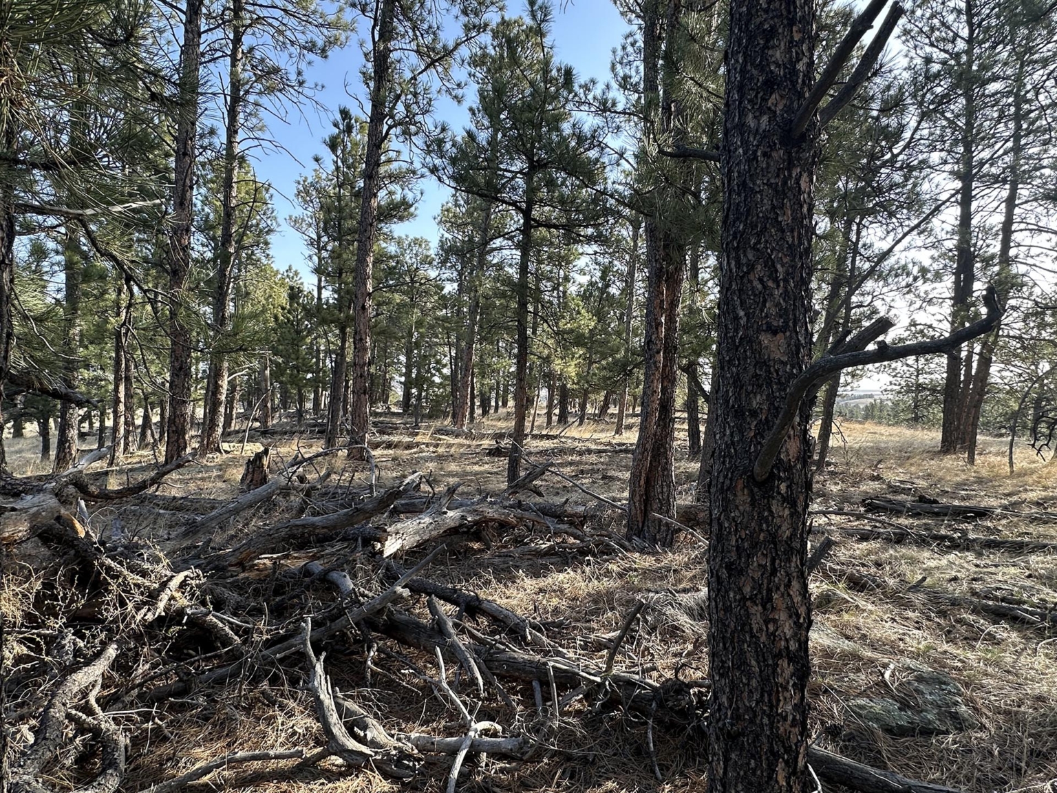 Pine Butte Ranch | Ryegate Montana | Fay Ranches